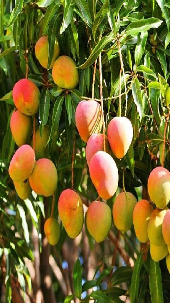 एक पेड़ से लखपति बन गया यह शख्स, एक फल 1 हजार में बिकता - noorjahan ...