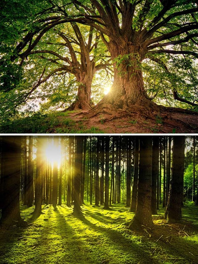 World Forests Day 2024: 7 largest forests in the World- Asianet Newsable