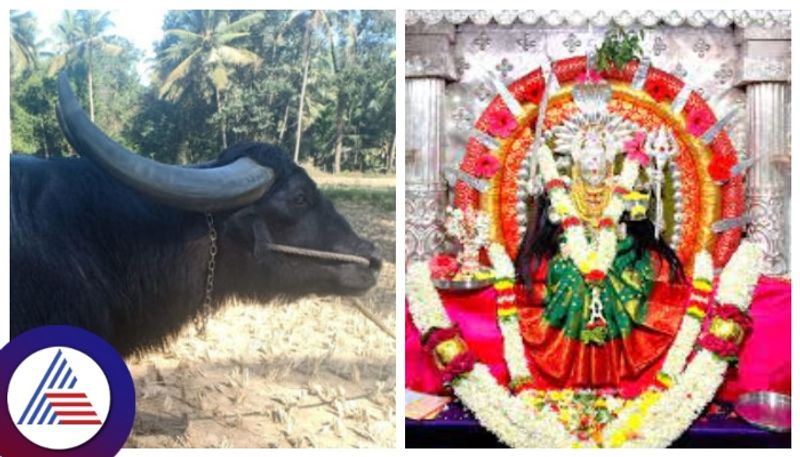 ಪೊಲೀಸರು ಮೈಯೆಲ್ಲಾ ಕಣ್ಣಾಗಿಸಿದ್ದರೂ Davanagere Duggamma Devi Jatre ...