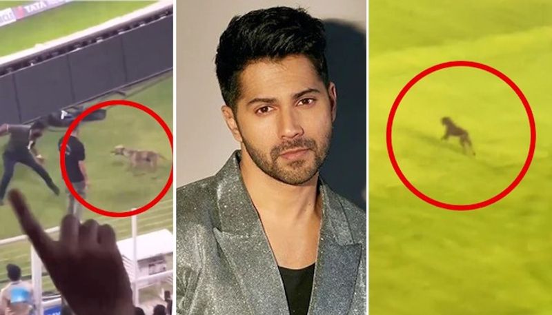 Varun Dhawan gets ANGRY after dog kicked by IPL 2024 authorities during ...