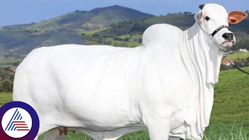most expensive cow ever sold: 40 ಕೋಟಿ ರೂ. ದಾಖಲೆ ಮೊತ್ತಕ್ಕೆ ಮಾರಾಟವಾದ ...