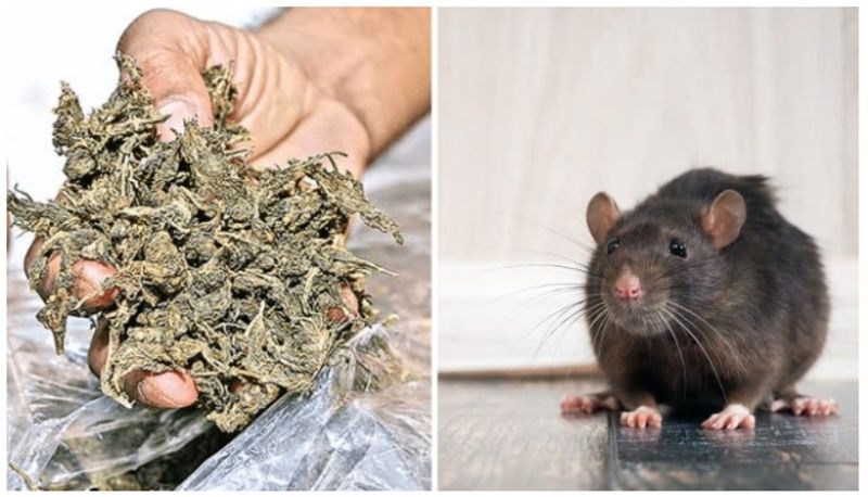 Rats saved Drug Case accused by Destroying evidence: ಜಪ್ತಿ ಮಾಡಿದ್ದ 19 ...