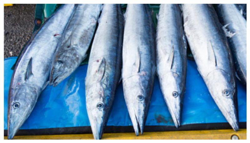 Al Dhafra Grand Kingfish Championship: ചൂണ്ടയിട്ട് സ്വന്തമാക്കാം ...