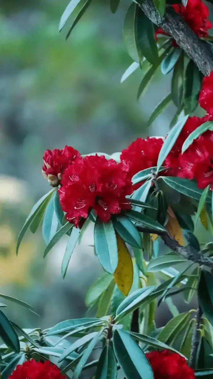 हिमालय की गोद से निकला ये लाल फूल, ढलने नहीं देगी जवानी! - buransh ...