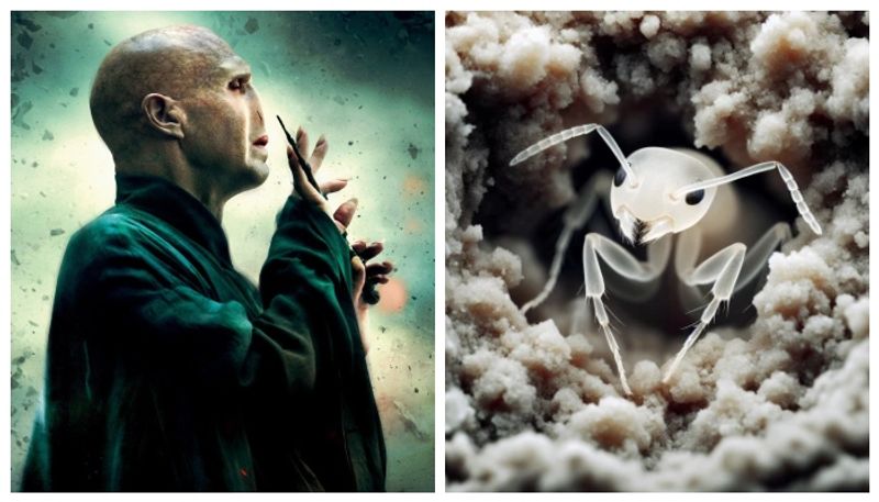 Leptanilla voldemort: രോമാവൃതമായ മെലിഞ്ഞ ശരീരം; ഭൂമിക്കടിയിലെ ഭീകര ...