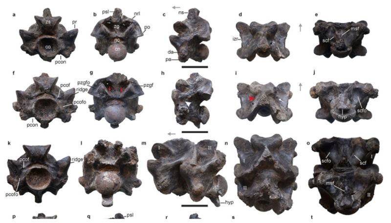 HISTORIC! 50 feet Vasuki Indicus 'largest snake to have ever existed ...