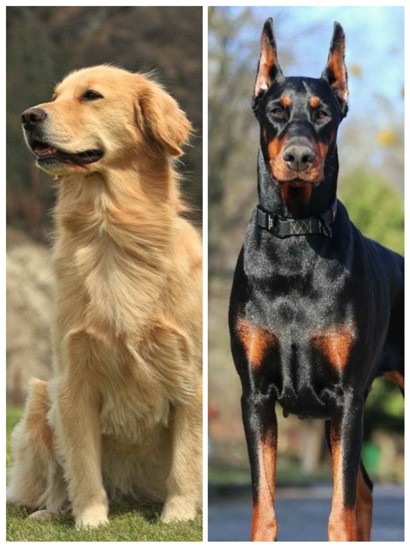 Tail wagging to ear position: What is your dog trying to tell you ...