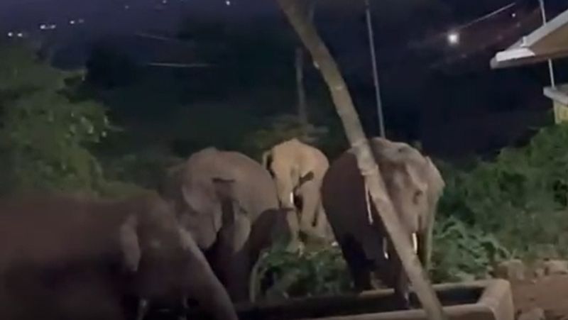 Coimbatore Wild Elephants : சுட்டெரிக்கும் வெயில்! தண்ணீருக்காக ...