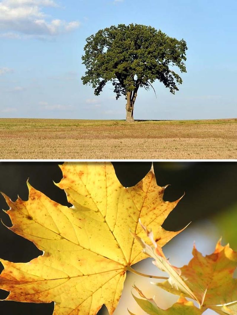 Oak to Maple: 5 trees that help in keeping environment cool | Oak To ...