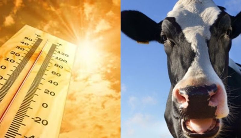 There is no escape for domestic animals in the heat wave! 497 dairy ...