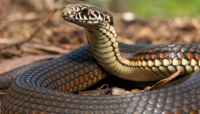 World Snake Day 2024: 10 MOST poisonous snakes of the world that can ...