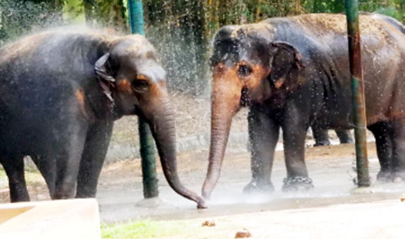 Karnataka: Mysuru zoo installs water jets, sprinklers to keep animals ...
