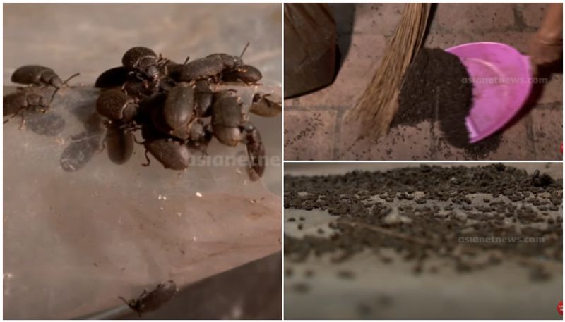 thousands of small insects called luprops tristis after summer rain ...