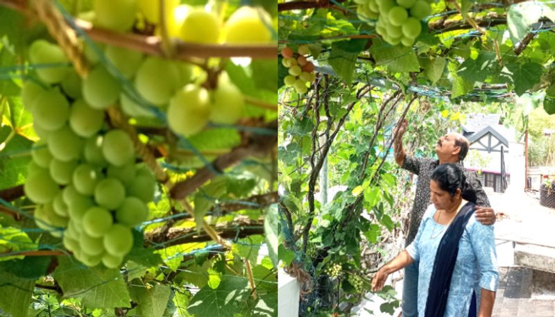 'മണ്ണൂത്തിയിൽ നിന്ന് കൊണ്ടുവന്ന 2 മുന്തിരി തൈകൾ' ഇന്നതിന്റെ കാഴ്ചയൊന്ന് കാണണം, പച്ചവിരിച്ച് ...