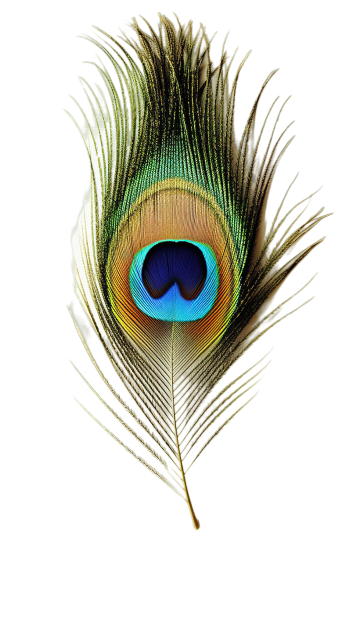 Mor Pankh Tips: घर में मोर पंख रखने से क्या-क्या फायदे हो सकते हैं ...