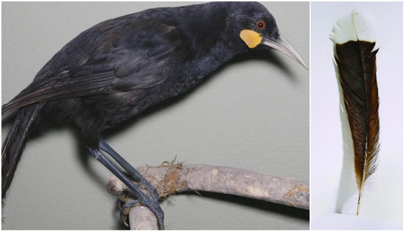 Huia bird feather sold for rs 39 crore in New Zealand Auction | New ...