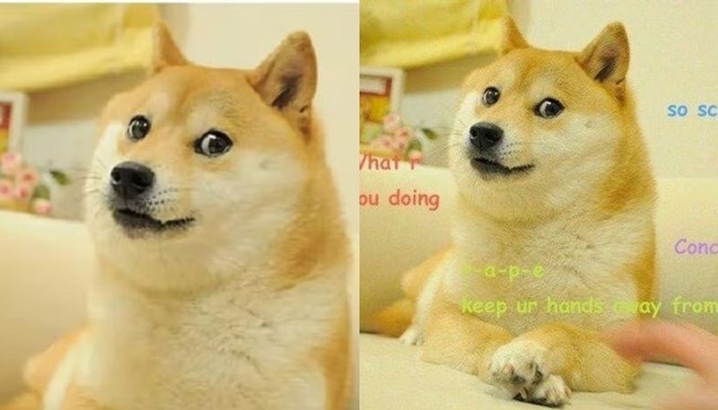 Kabosu world famous dog behind the Doge meme Dead ಡಾಗ್‌ಮೀಮ್‌ನಿಂದಲೇ ...