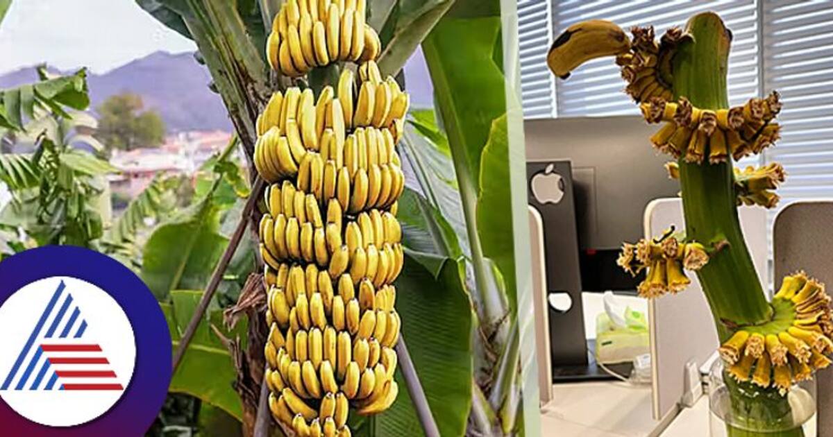 Solution to Reduce Tension: ಕಚೇರಿಯಲ್ಲಿ ಬಾಳೆಗೊನೆ! ತಿನ್ನೋಕಲ್ಲ ಟೆನ್ಷನ್ ... Solution to Reduce Tension: ಕಚೇರಿಯಲ್ಲಿ ಬಾಳೆಗೊನೆ! ತಿನ್ನೋಕಲ್ಲ ಟೆನ್ಷನ್ ...