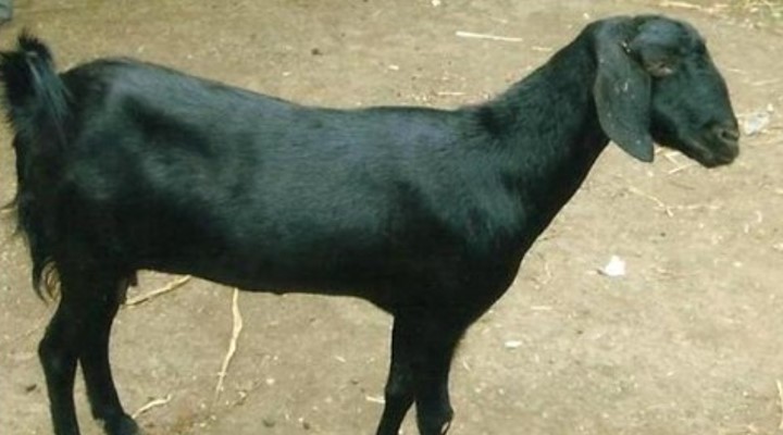 अन्नामलाई से आई दिल को झकझोर देने वाली तस्वीर, बकरे के वध का वीडियो ...