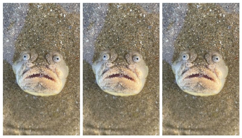 Viral Video of stargazer fish: മണലിന് അടിയില്‍ നിന്നും തല ...