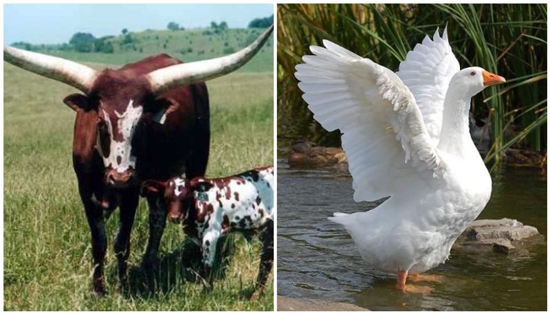 Cows to geese: 5 Animals besides dogs that can be used for guarding