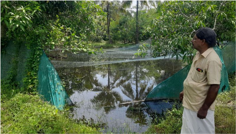 Fishes Swept Away Including 500 kg Karimeen, 250 Kilo Tilapia, Farmer ...