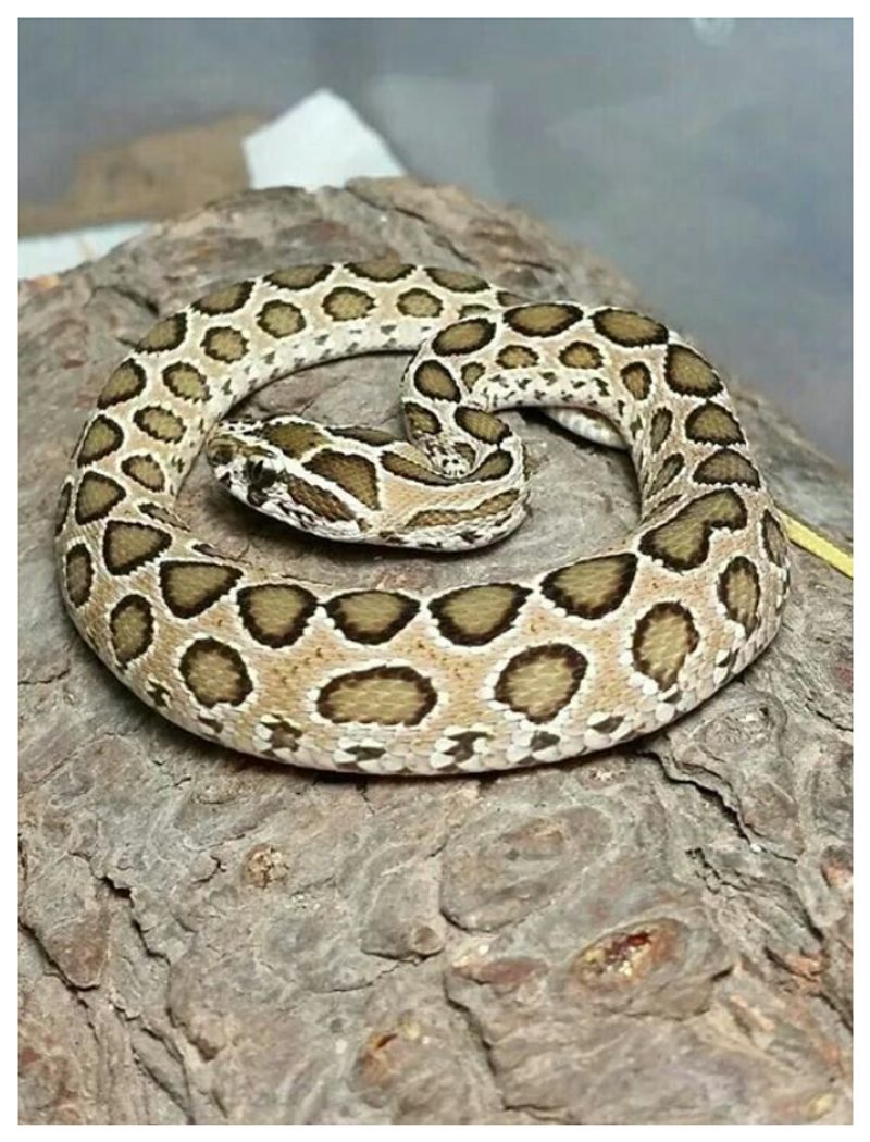 ലോകത്തിലെ ഏറ്റവും വിഷമുള്ള 9 പാമ്പുകൾ | Most Venomous Snakes In The ...