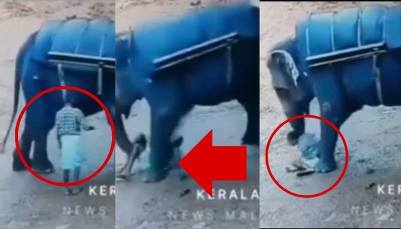 horrifying elephant attack video ಮಾವುತನನ್ನು ಸೊಂಡಲಿನಿಂದ ಬೀಳಿಸಿ, ಎರಡು ...