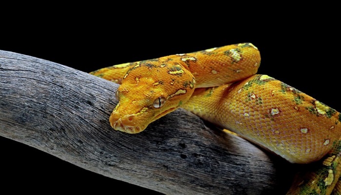 পাইথনের পেট কেটে বেরল নিখোঁজ স্ত্রীয়ের দেহ! ঘটনা জানলে চোখ কপালে উঠবে ...