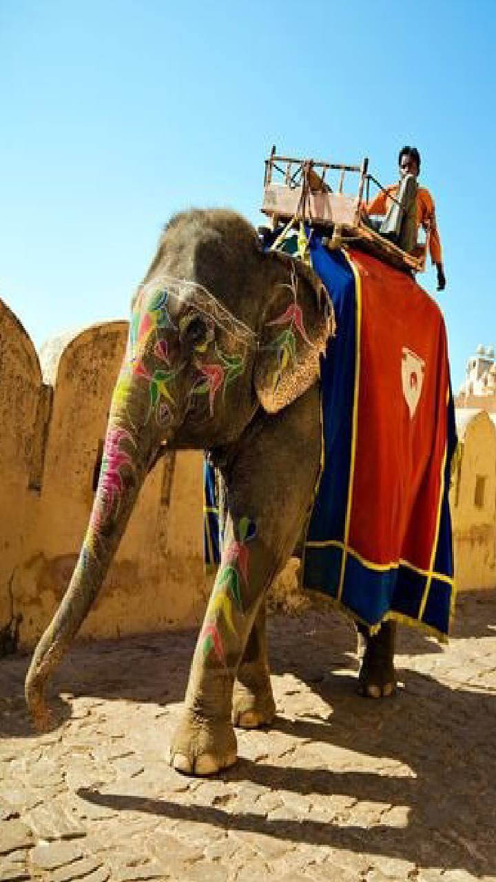 हाथी की सवारी करना है तो यहां आईये, मजा आ जाएगा आपको | Rajasthan Jaipur ...