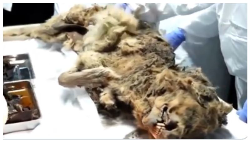 44000 year old mummified wolf: 44,000 വർഷം പഴക്കമുള്ള ചെന്നായയുടെ മമ്മി ...