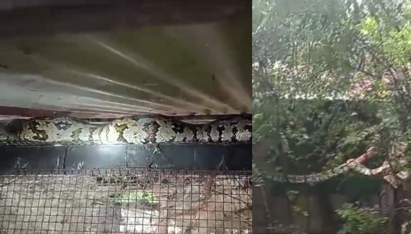 A python was caught by the forest department after entering a chicken ...