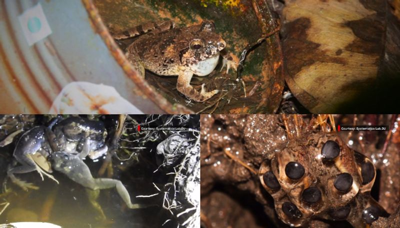 Minervarya charlesdarwini, a rare species of Endangered frog in Andaman ...