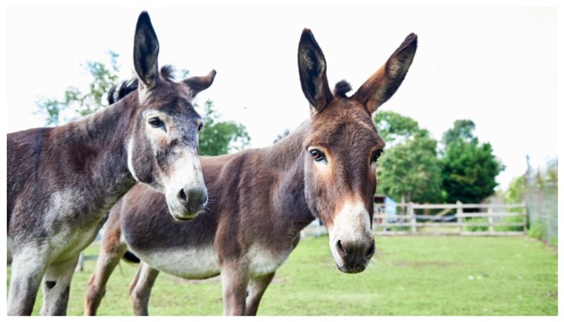 Police to check 500 CCTV cameras to find missing donkeys ...