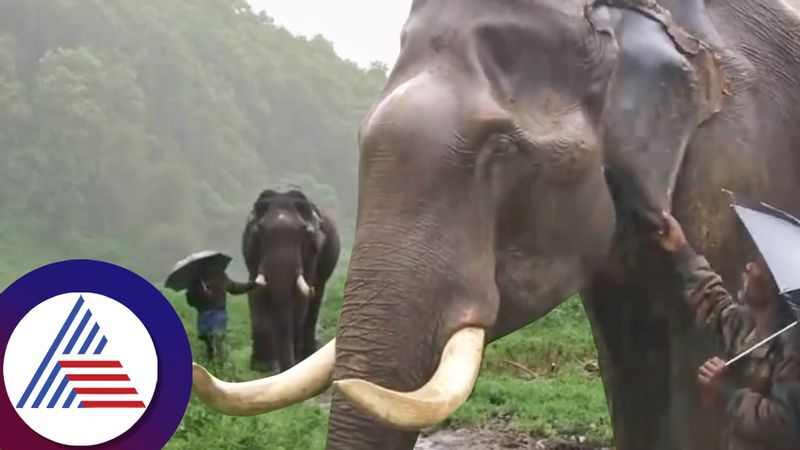 Mahout and Elephant heartwarming video ಪ್ರೀತಿ ಬಾಂಧವ್ಯದ ಚಿತ್ರಣ - IAS ...