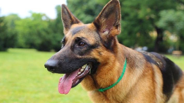 भतीजे को ना मिले सरकारी JOB, इसलिए चाचा ने मरे कुत्ते का करवा दिया ...