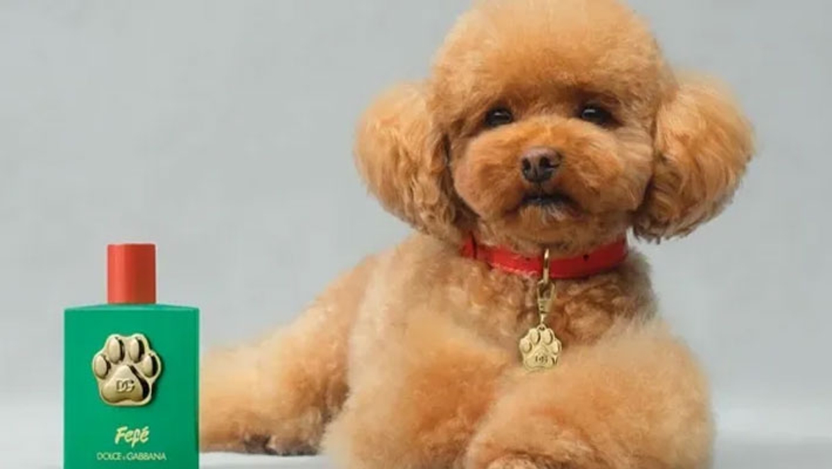 FeFe Dog Perfume | நாய் ரூ.9000க்கு பெர்ஃப்யூம்! ஒரு இடத்தில் மட்டும் ...