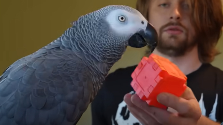 क्या वाकई तोता दे सकता इतने सटीक जवाब, Guinness Book में दर्ज कराया नाम ...