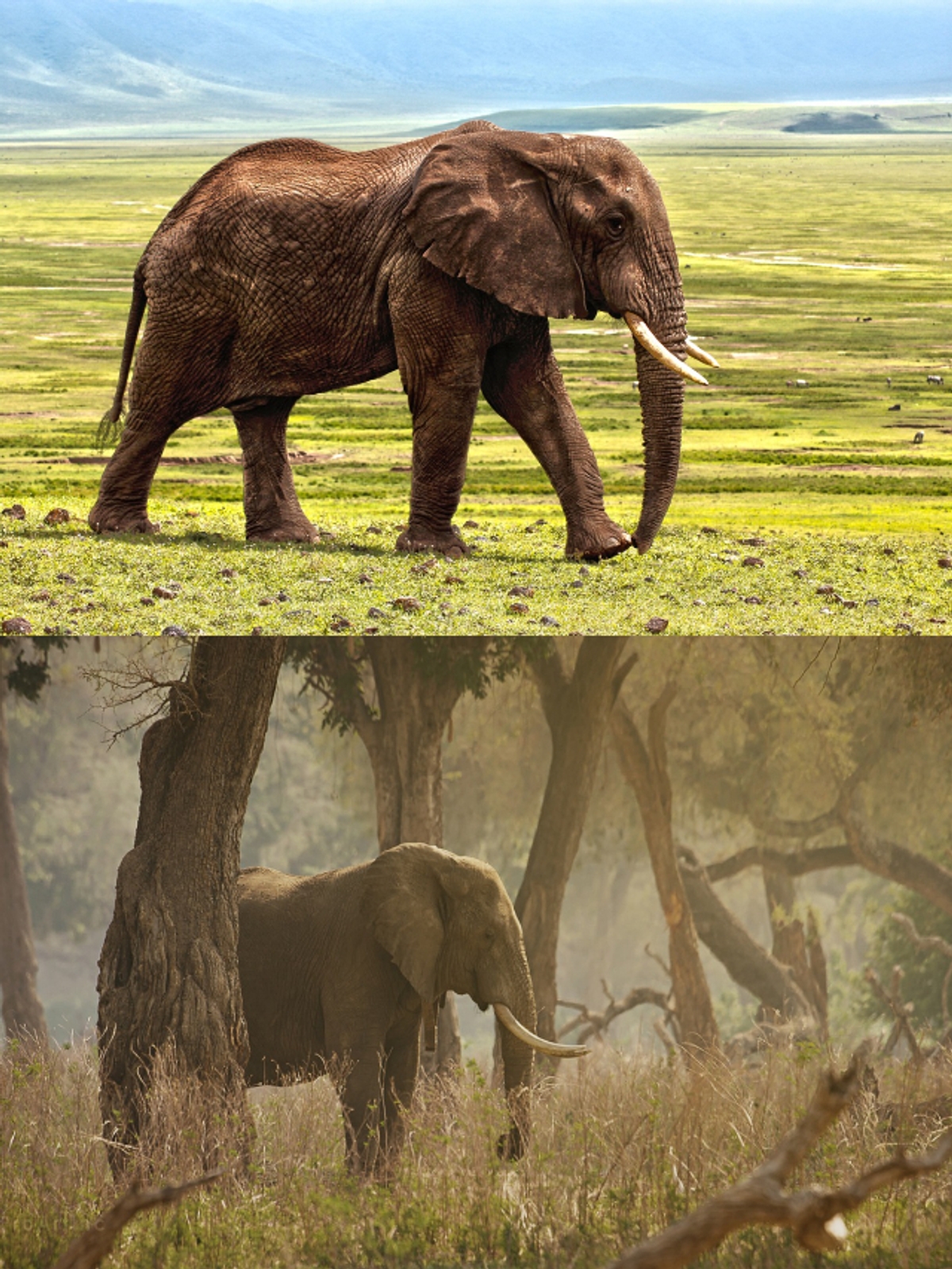 World Elephant Day 2024: Why are elephants important in Kerala ...