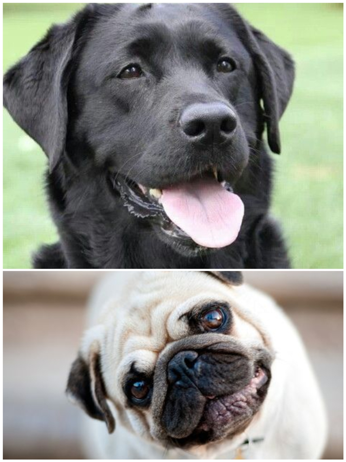 Labrador to Pug: 7 Dog breeds ideal for first-time owners | Labrador To ...