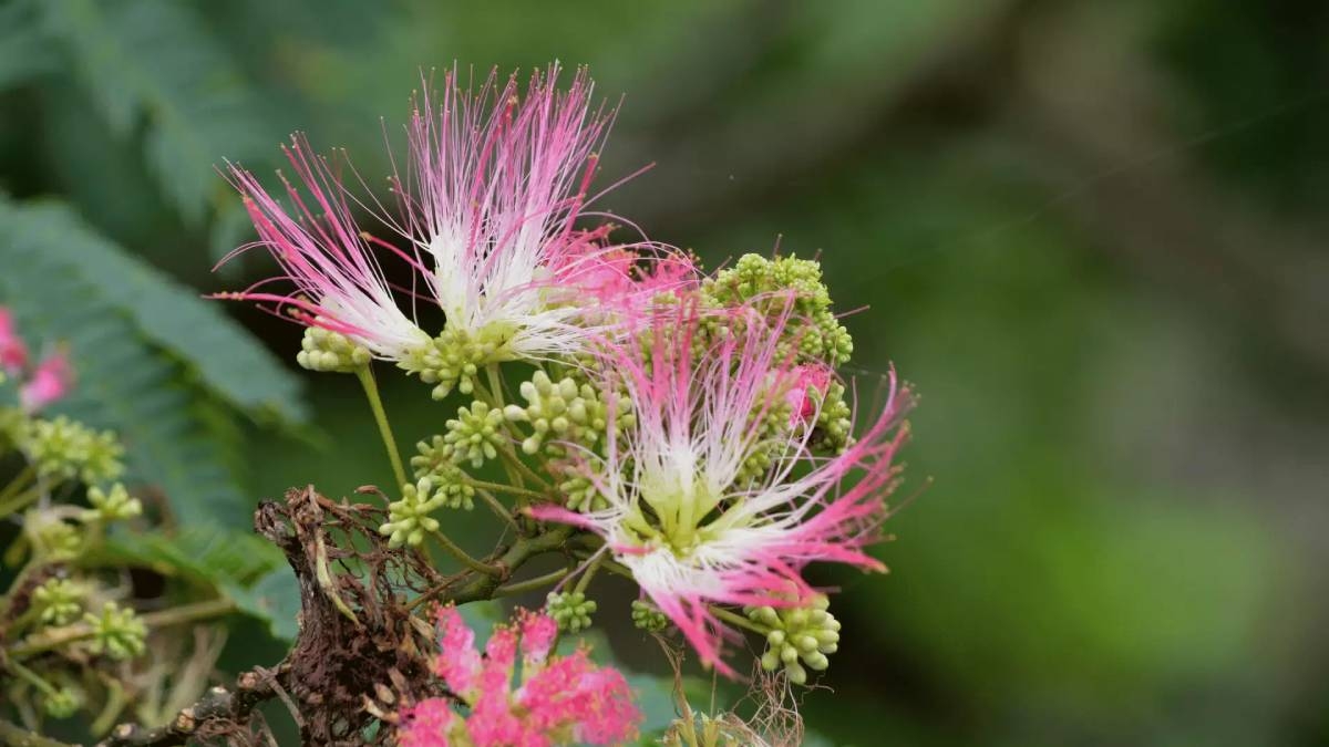 Vaagai Poo Health Benefits in Tamil : அடேங்கப்பா! விஜய்யின் கட்சி ...
