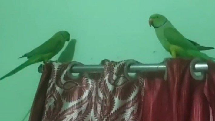जन्माष्टमी पर चर्चा में तोता और मैना का जोड़ा, लोग इन्हें बोलते कान्हा ...