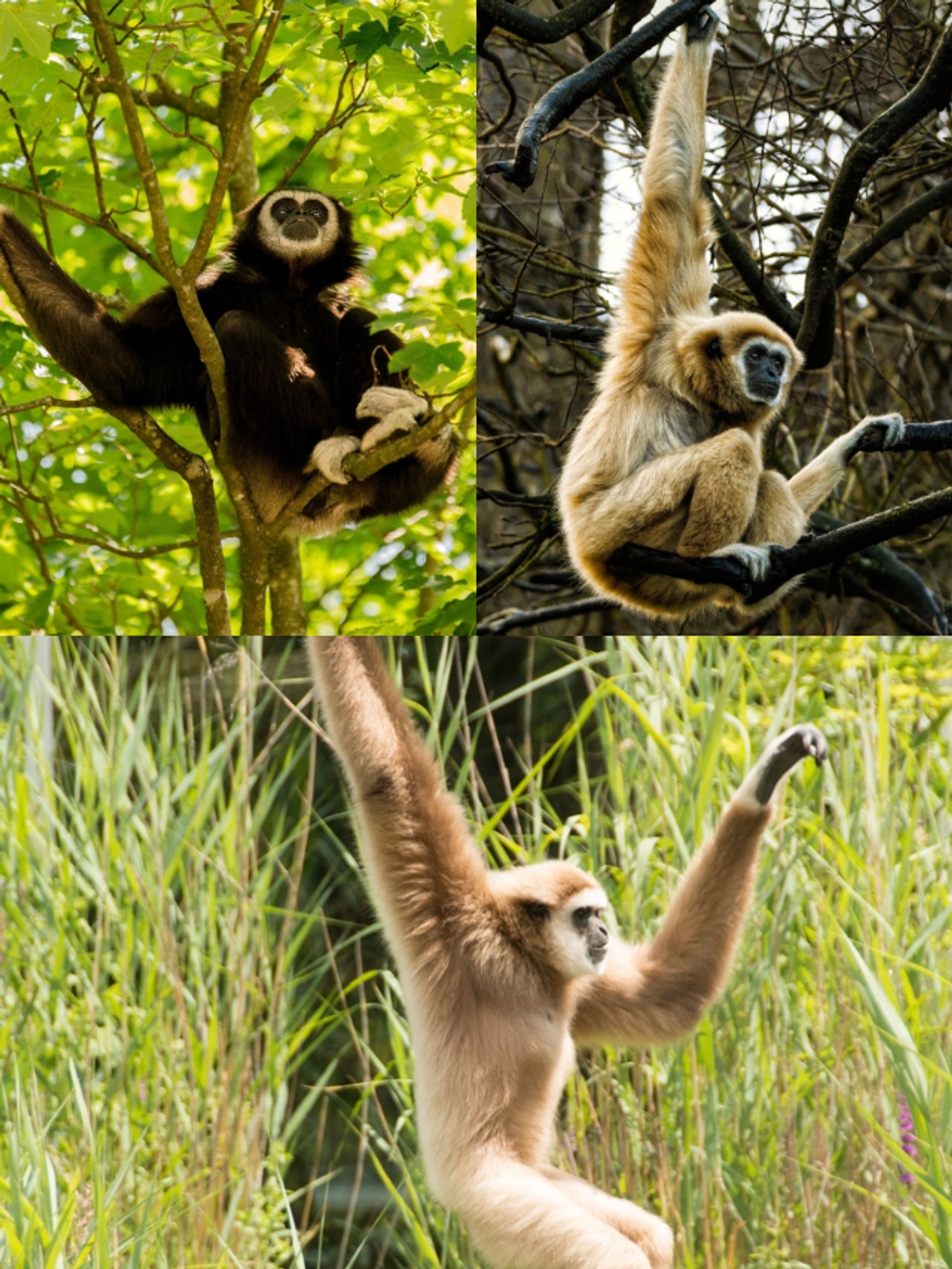 Hoolock Gibbons: 7 UNKNOWN things about these highly intelligent Apes ...