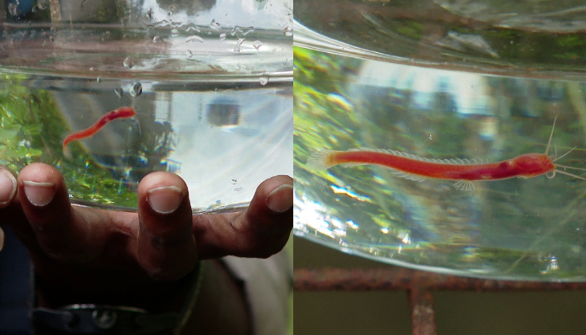 Rare species cave fish found from pipe water in vettur, pathanamthitta ...