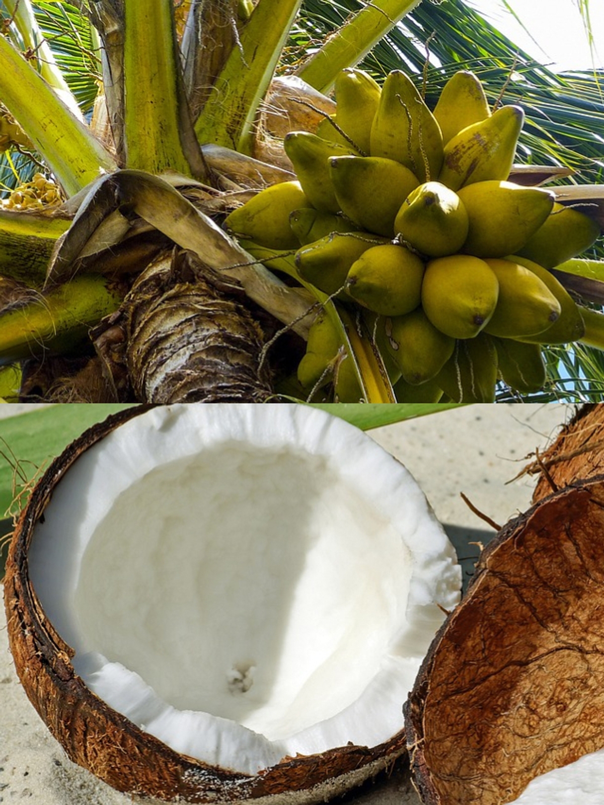 World Coconut Day 2024: 7 health benefits of Coconuts | Asianet Newsable
