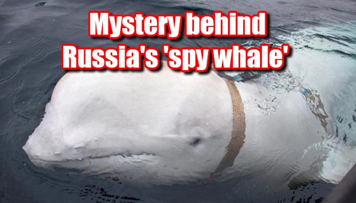 'Russian spy' whale Hvaldimir found dead in Norway: How this 14-foot ...
