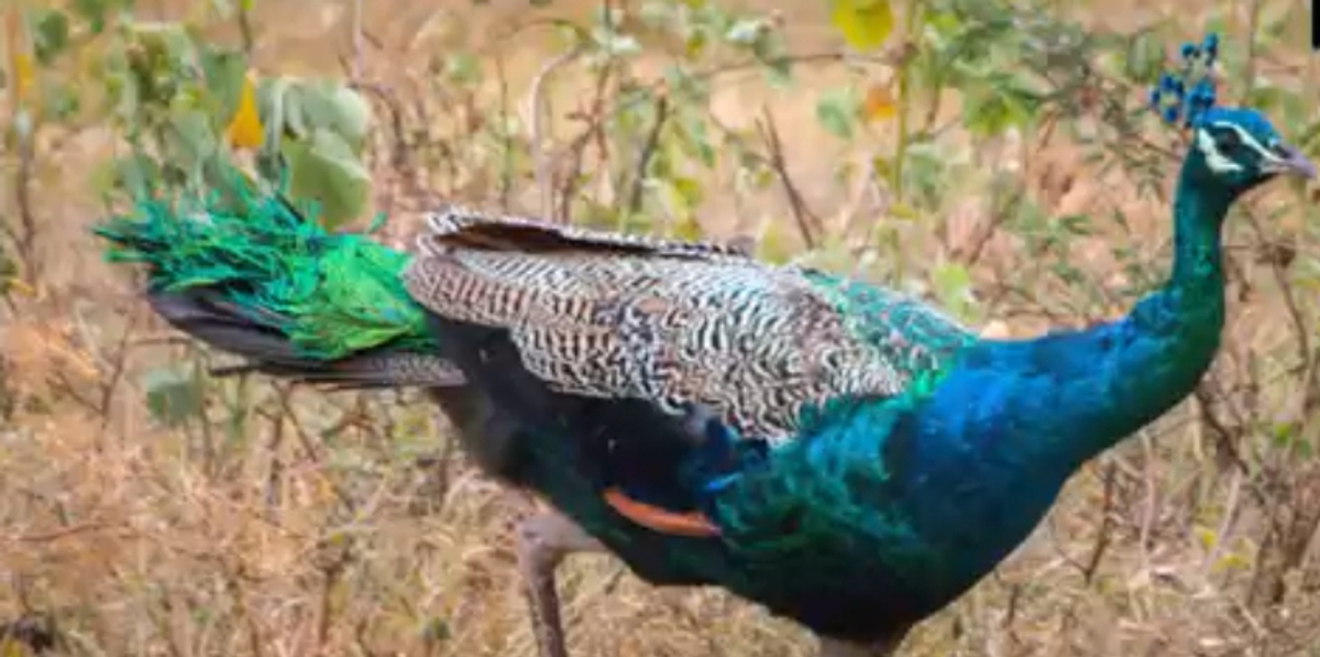 Peacock death at Palam air force station | പാലം വ്യോമസേന സ്റ്റേഷനി ...