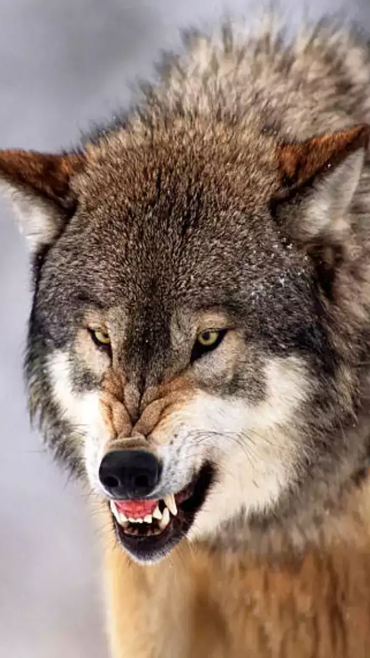 10 Wolf facts: The fearsome predator of the wild | Asianet Newsable