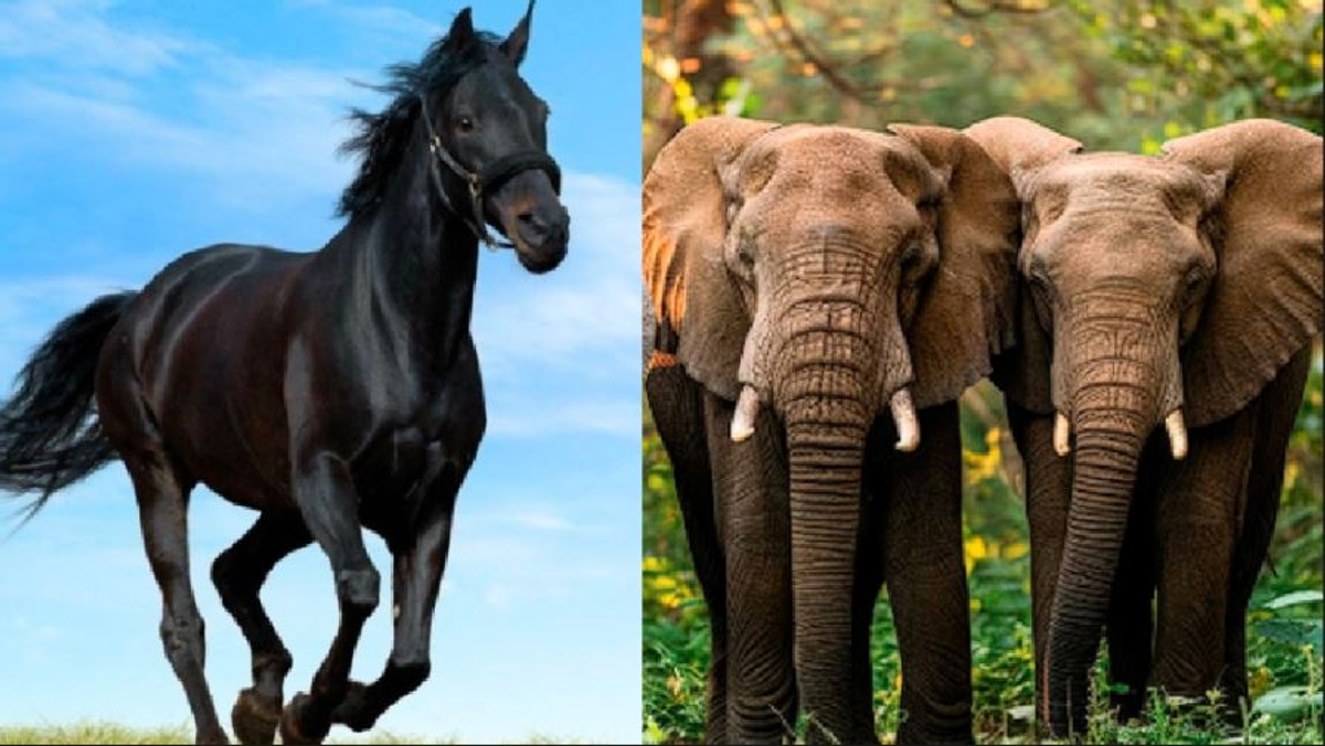 Mahabharata war ವೂ ಸೇರಿ Ancient warಗಳಲ್ಲಿ crucial role ವಹಿಸಿದ್ದ 8 ...