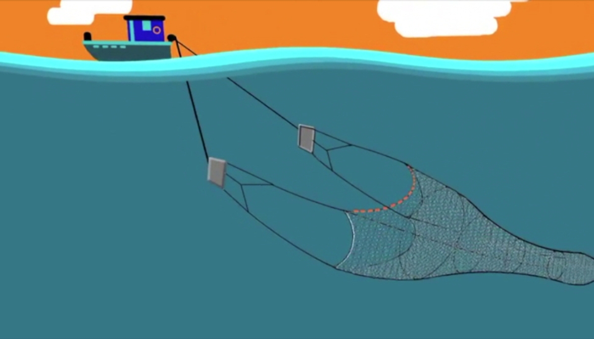 boat owners against turtle excluder device(TED) in west Asian coast ...